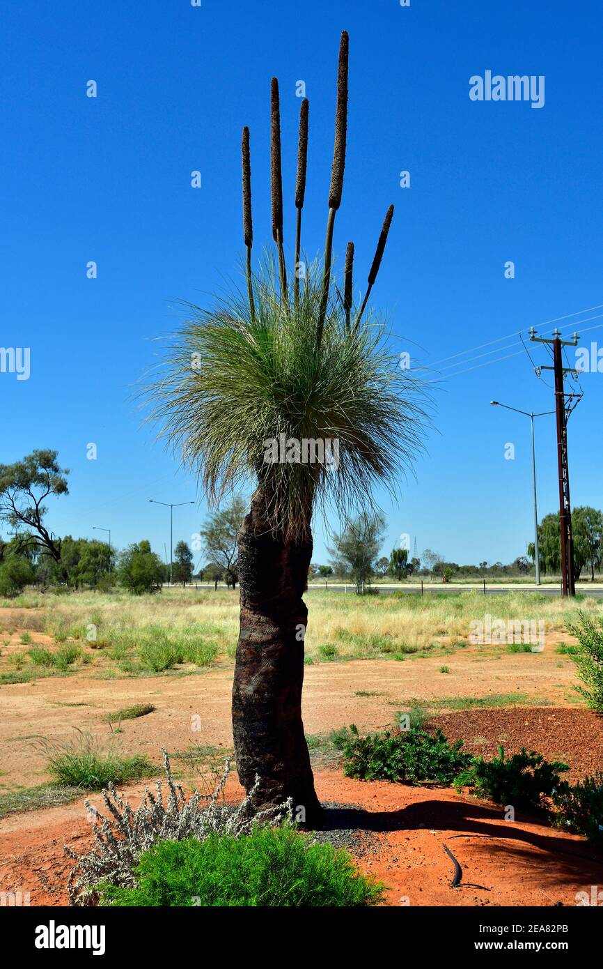 Nt grass hi-res stock photography and images - Alamy
