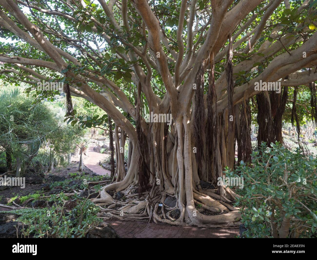 View of giant Ficus socotrana with vertical roots in botanical garden ...