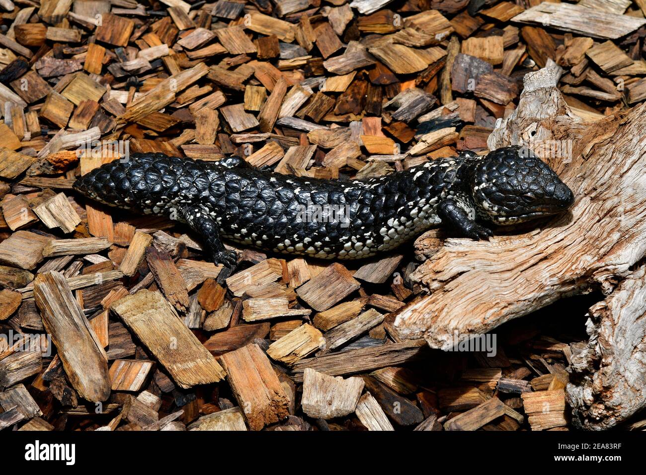 Syn trachydosaurus rugosus hi-res stock photography and images - Alamy