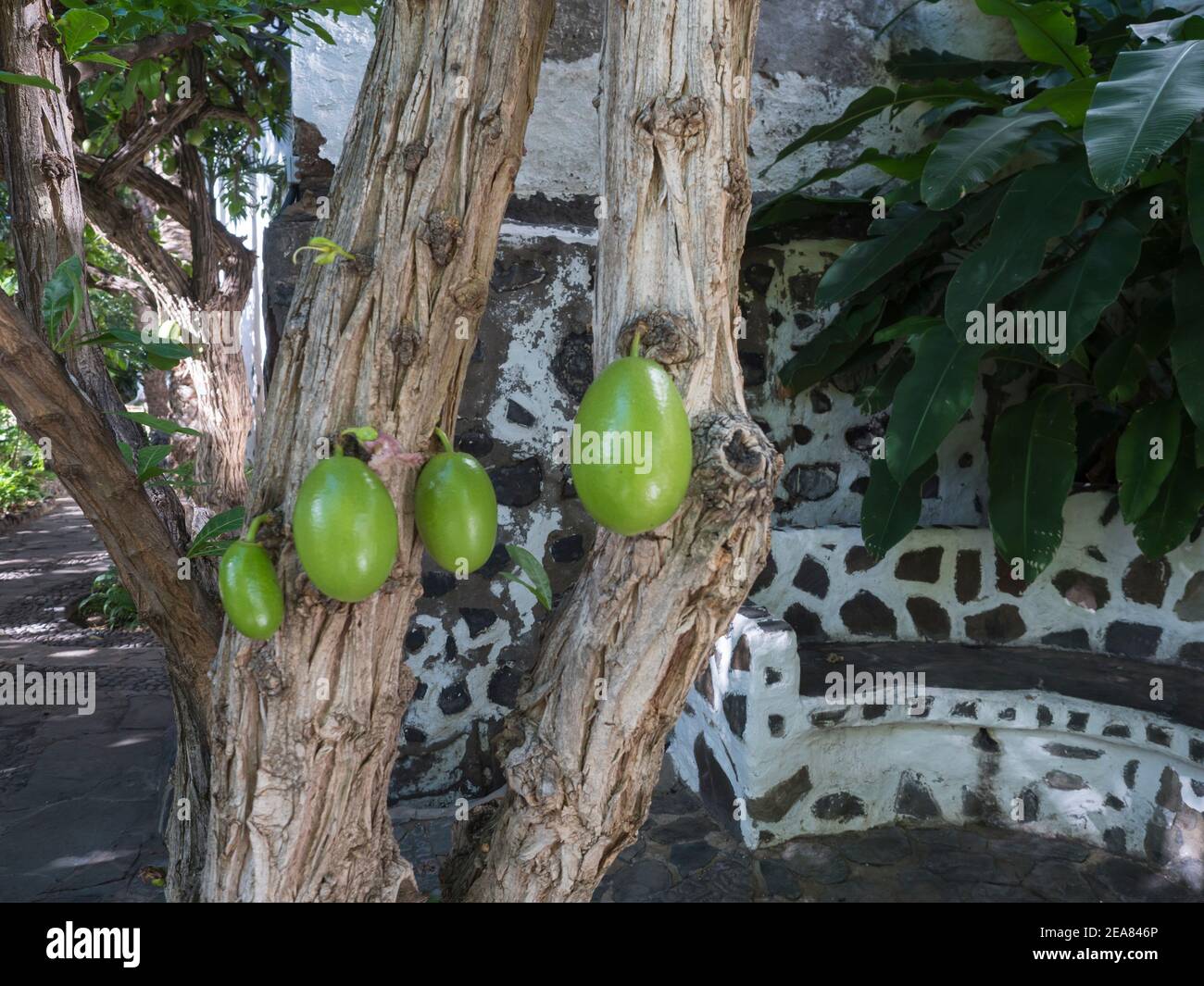 Calabash Tree, Crescentia cujete with big fruits on trunk in botanical ...