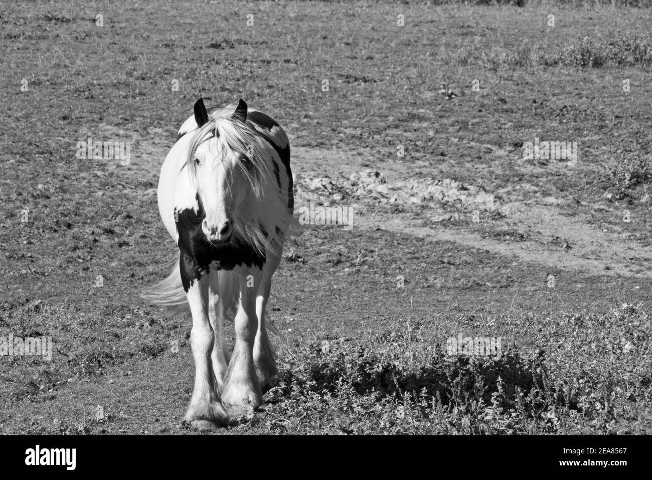 Wildlife in outdoor scene Black and White Stock Photos & Images - Alamy