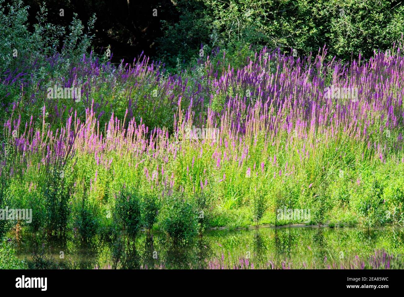 landscape with lake Stock Photo - Alamy