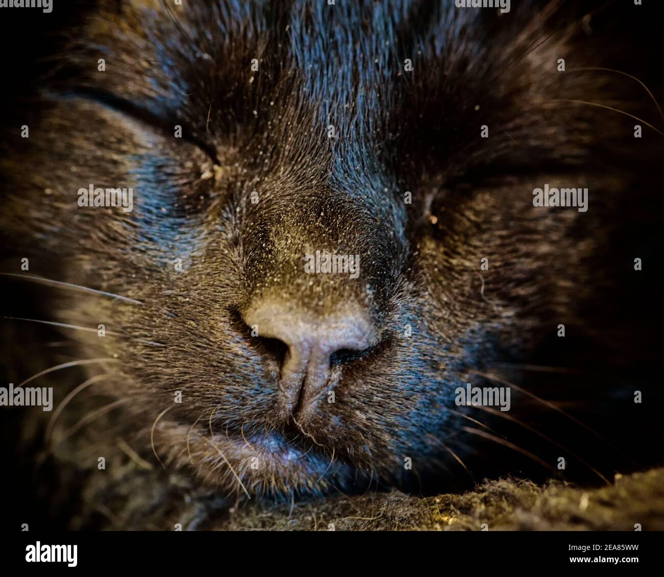 Black cat sleeps hi-res stock photography and images - Alamy