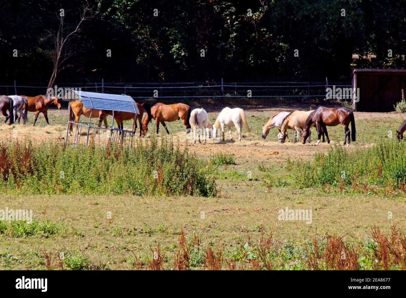 horse in the field Stock Photo - Alamy