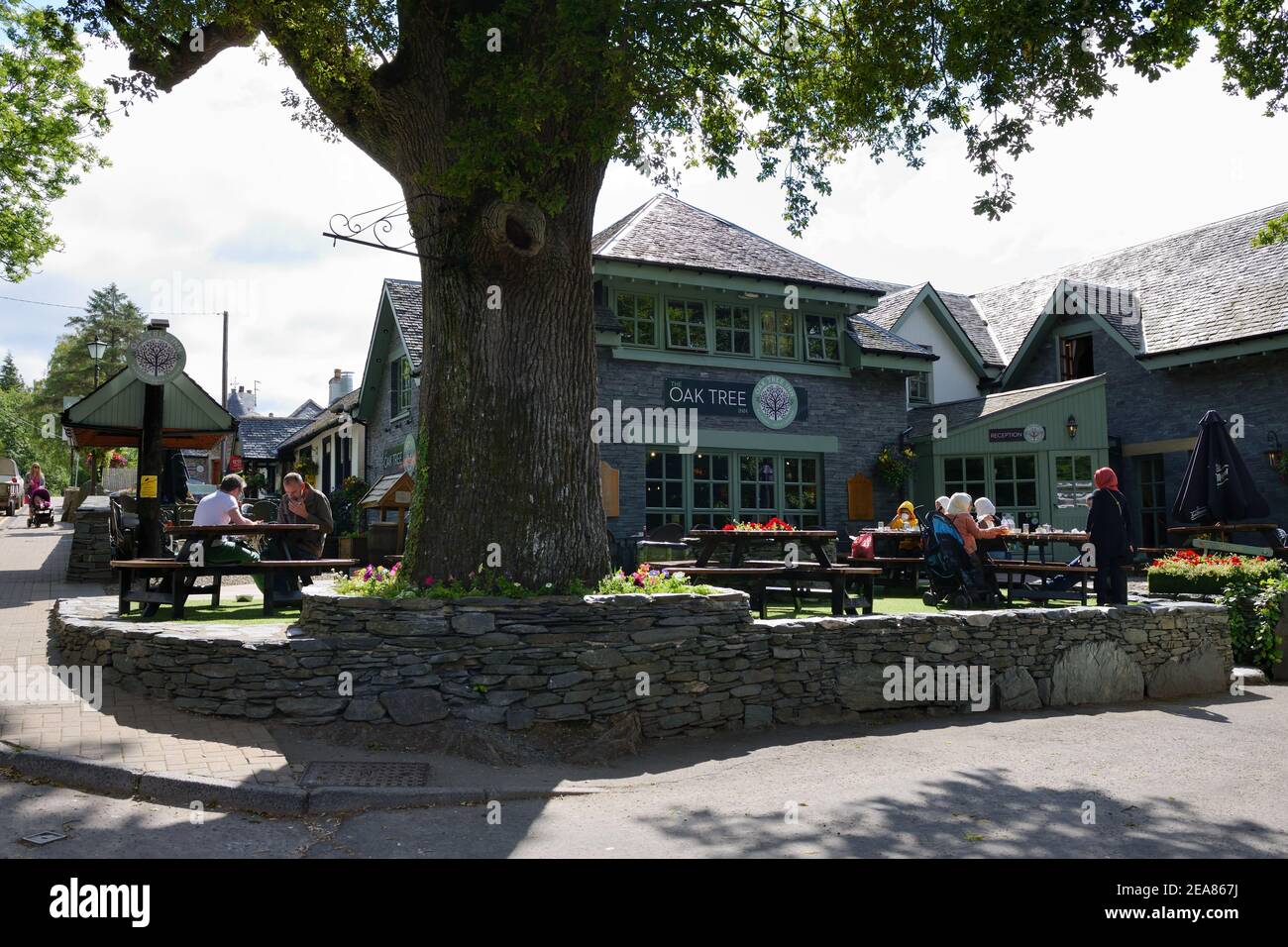 Big oak tree hi-res stock photography and images - Alamy