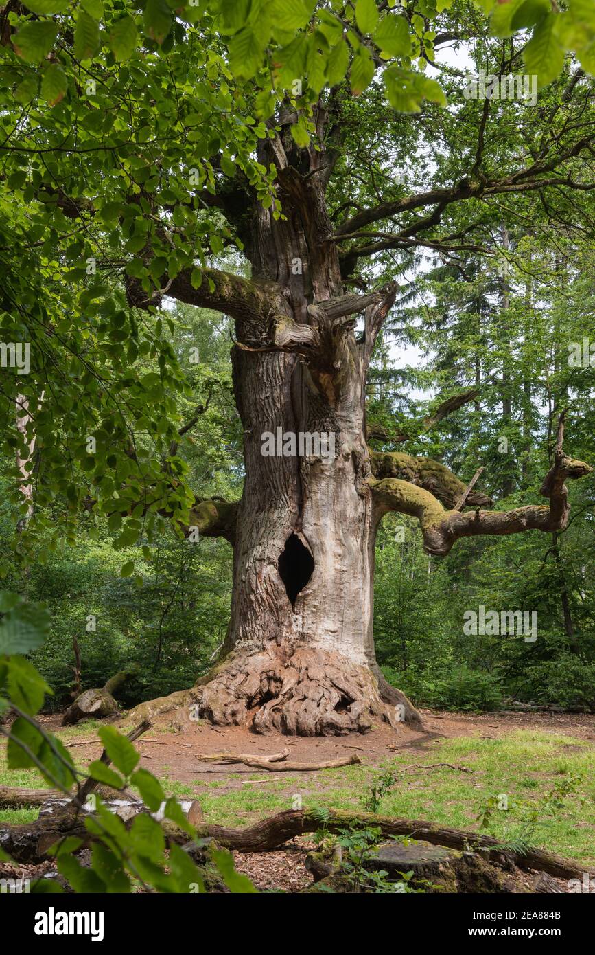 Circumference Of Tree High Resolution Stock Photography and Images - Alamy