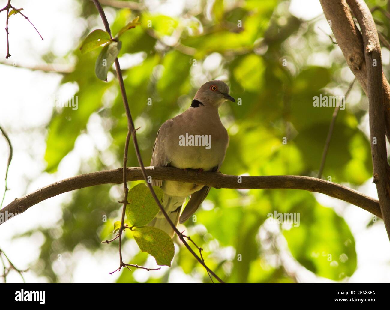 The distinctive red eye ring of the Mourning Dove distinguishes it from ...