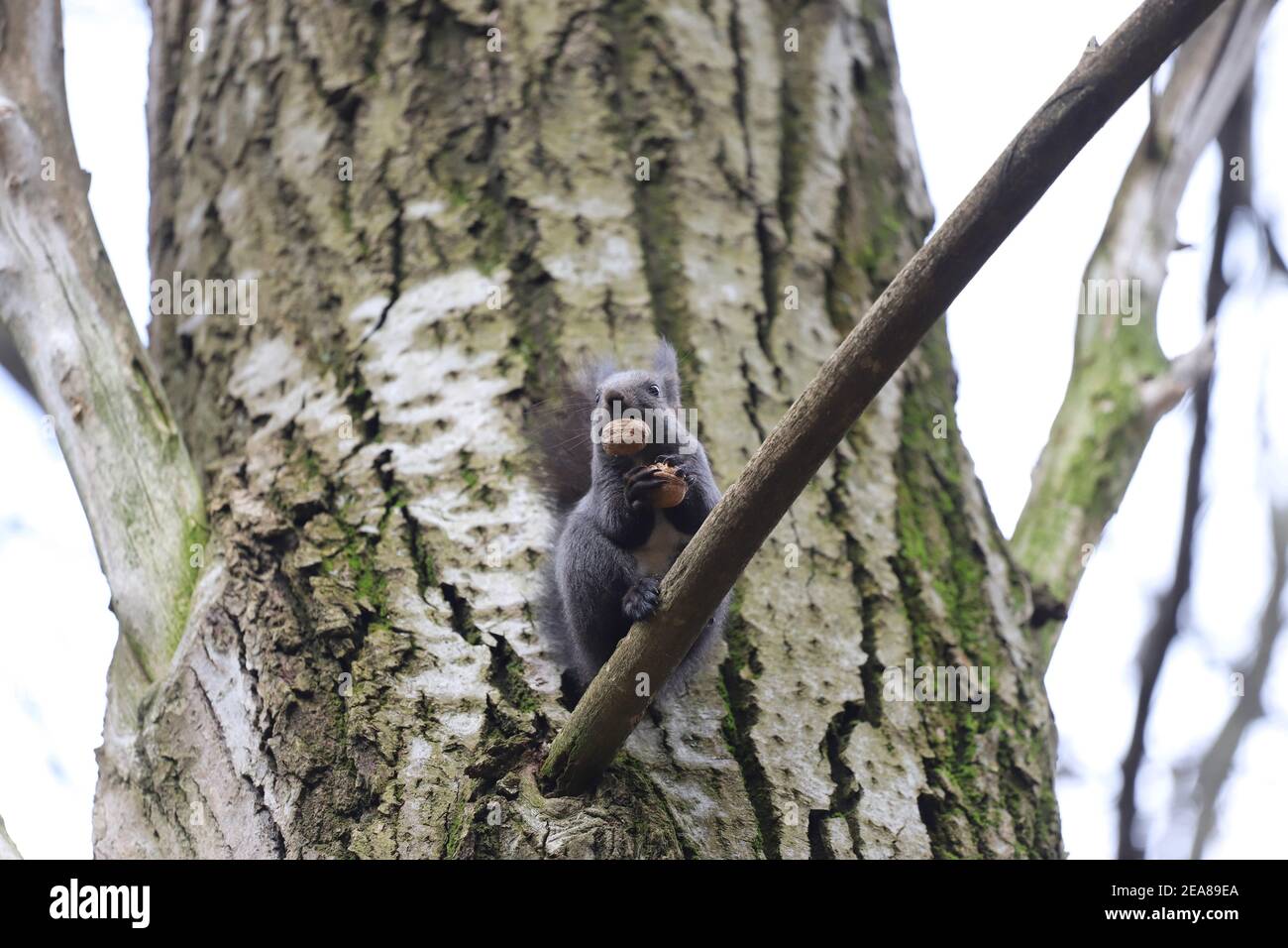 Squirrel stands on a branch cracks and eats a walnut Stock Photo - Alamy