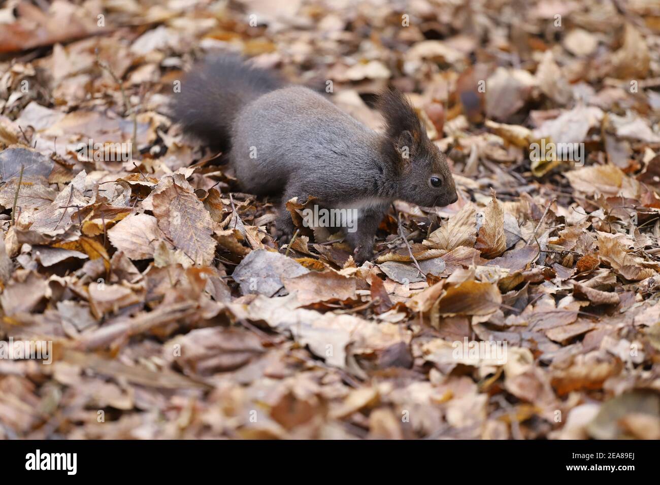 Sciurus vulgaris stands upright hi-res stock photography and images - Alamy