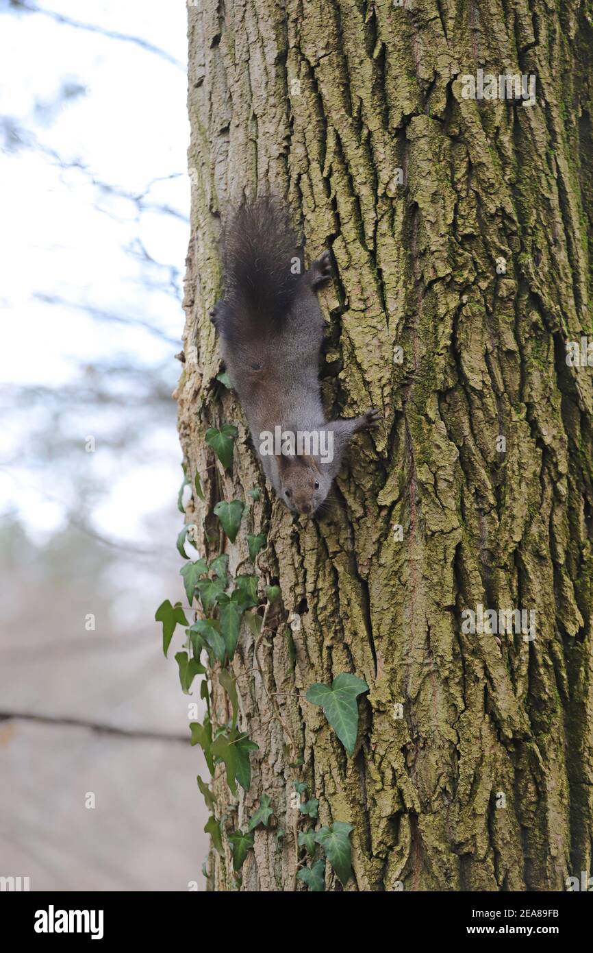 Squirrel running up tree hi-res stock photography and images - Alamy
