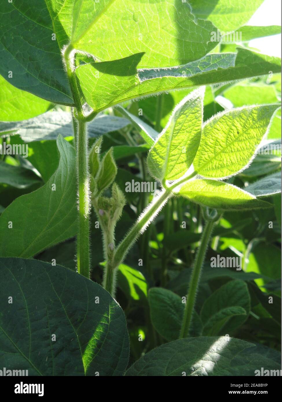 Bohne hi-res stock photography and images - Alamy