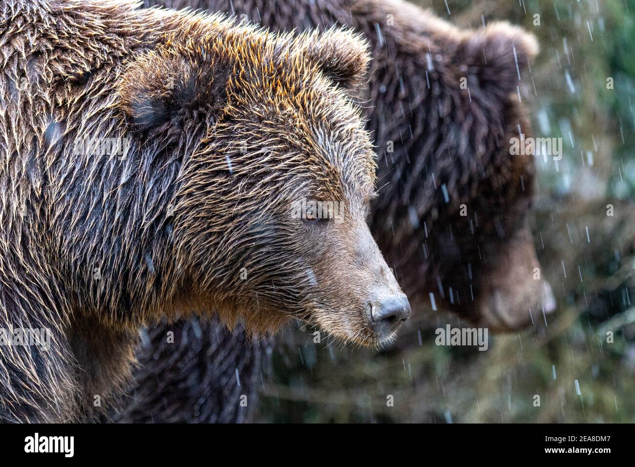 Brown bear (lat. ursus arctos) stainding in the forest. bear for a walk ...