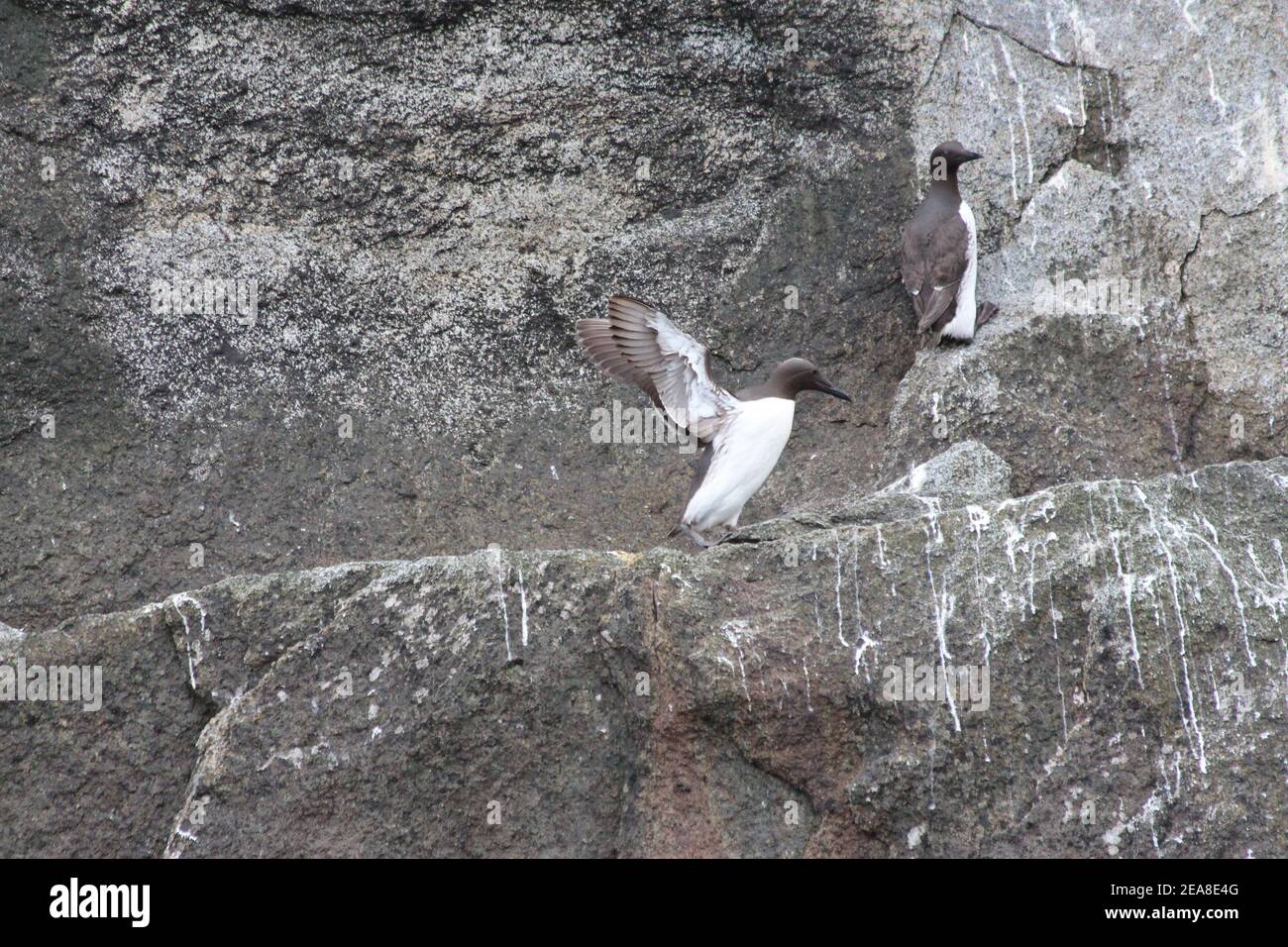 Birds resting place in the mountains of Alaska Stock Photo - Alamy