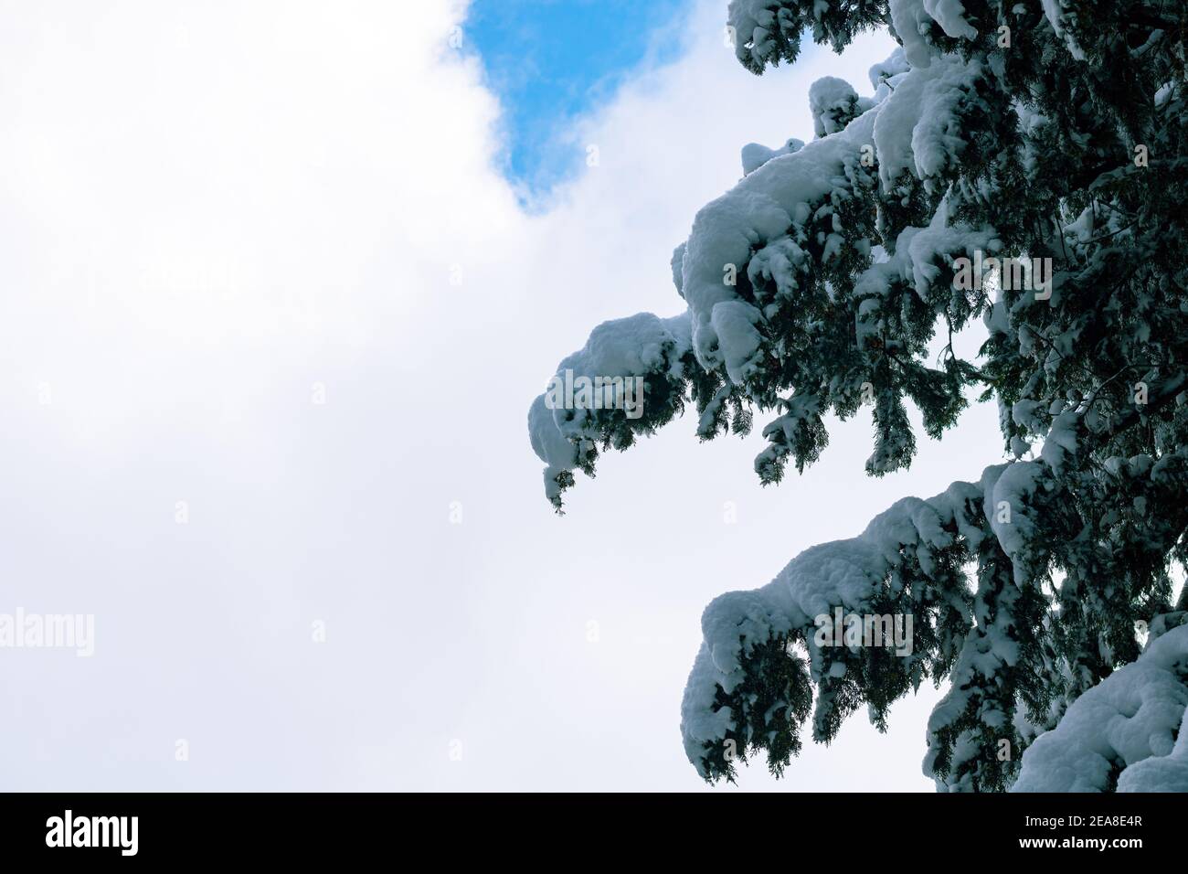 Snowy tree branches against the cloudy sky. Snowy tree background photo with copy space. Winter ...