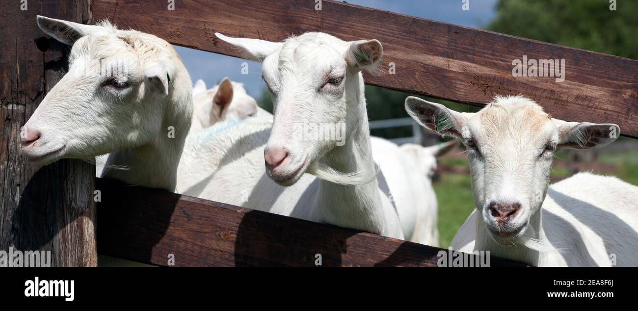 white goats in green grassy dutch meadow behind wooden fence Stock ...