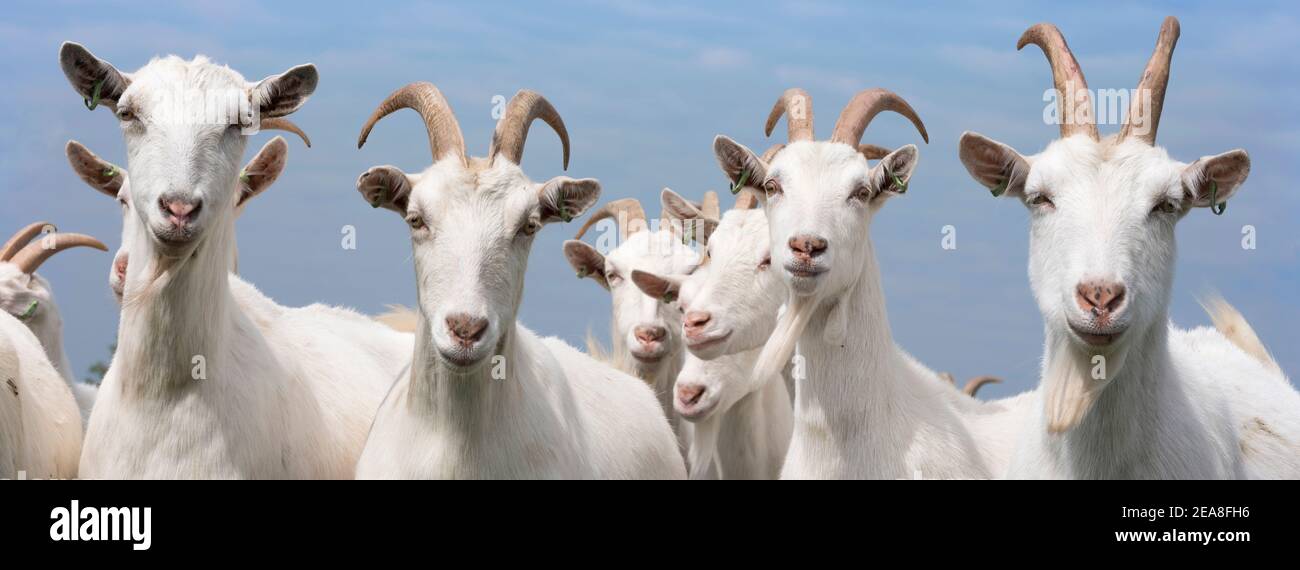 White goats outside in hi-res stock photography and images - Alamy