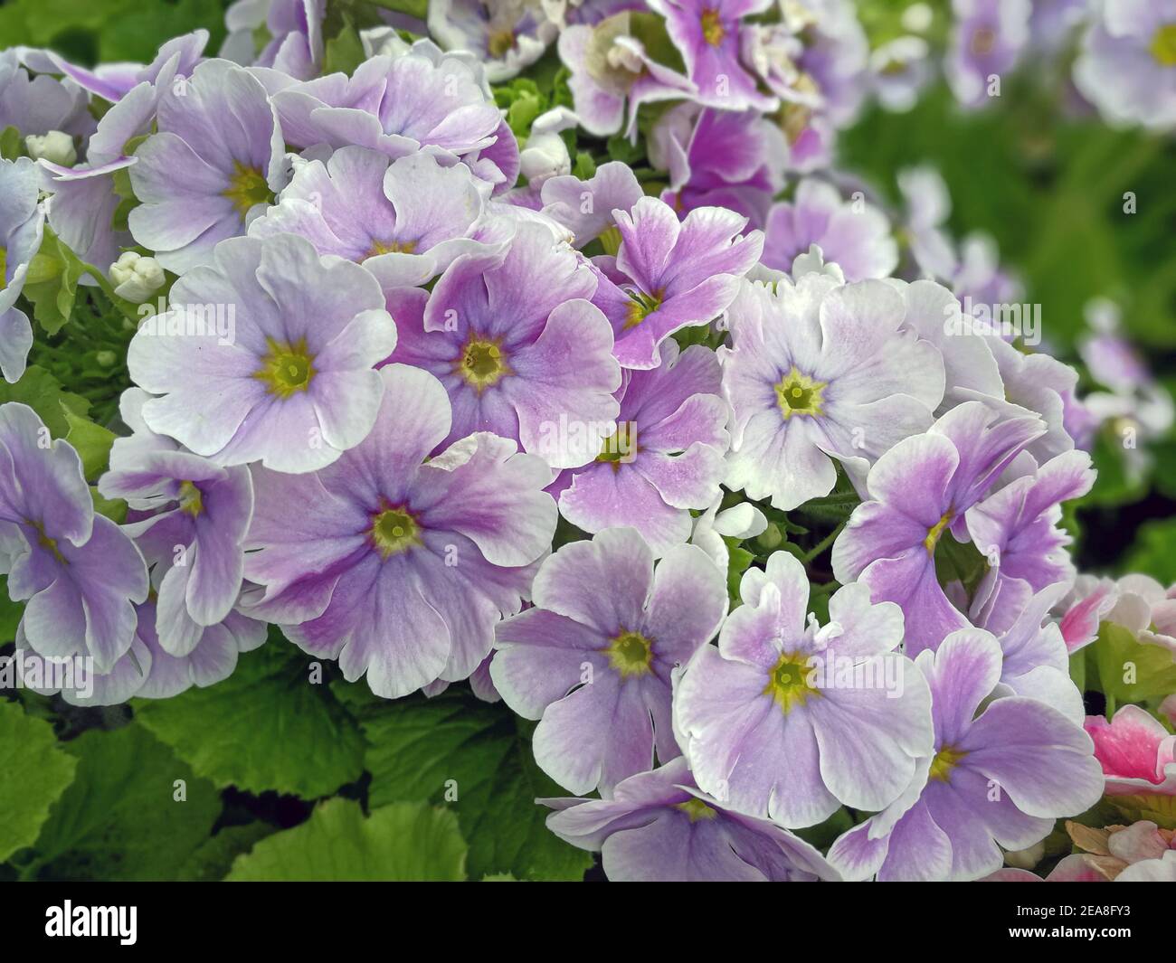 Pale purple leaves hi-res stock photography and images - Alamy