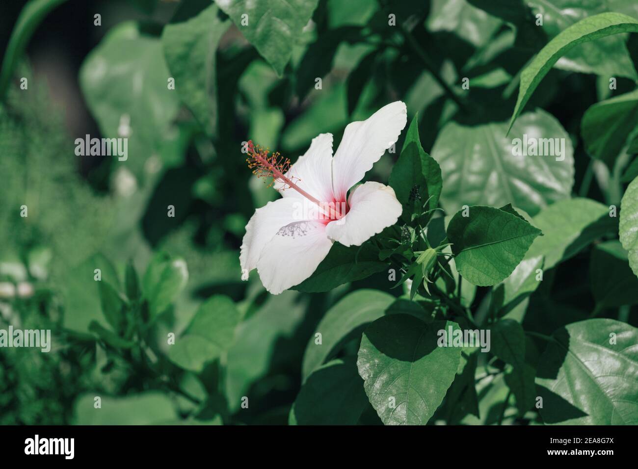 Single big yellow hibiscus flower hi-res stock photography and images ...