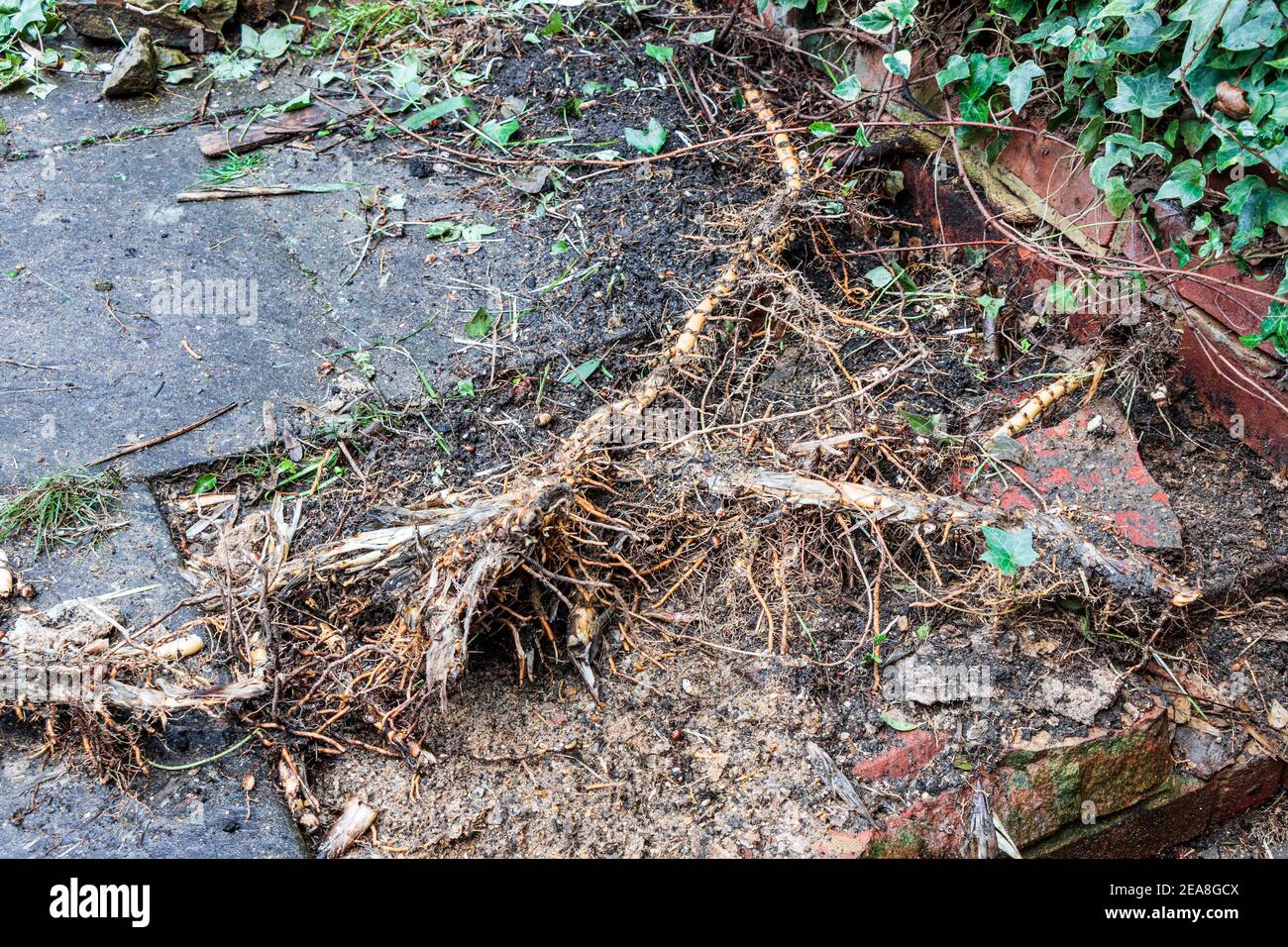 Rhizomes bamboo hi-res stock photography and images - Alamy
