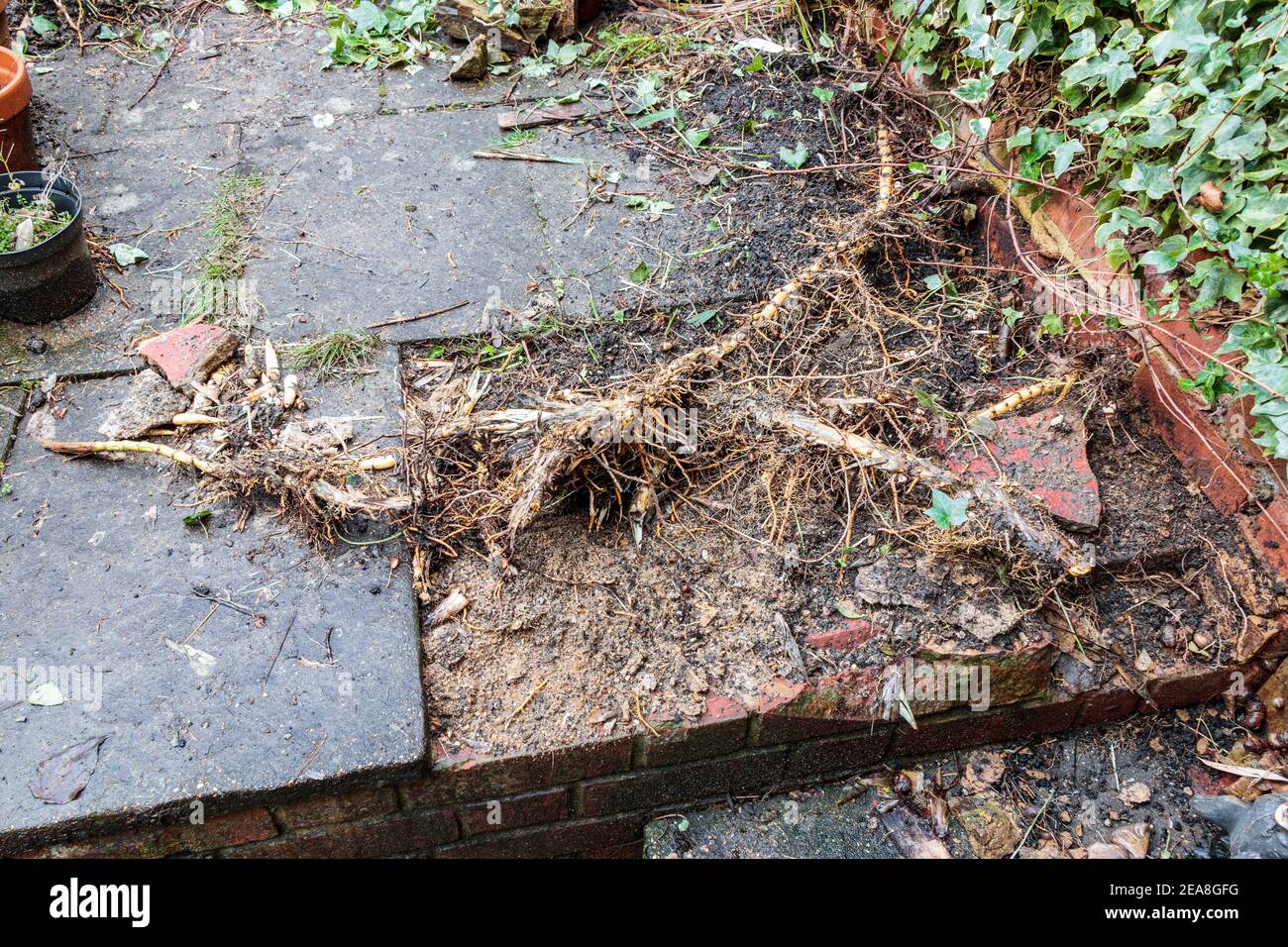 Invasive root system hi-res stock photography and images - Alamy
