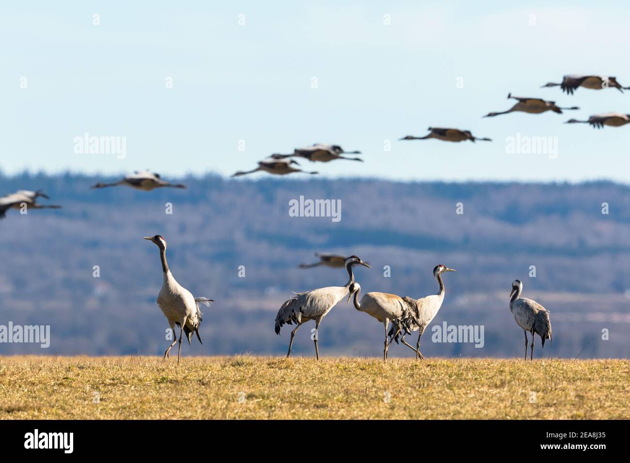 Cranes on the horizon hi-res stock photography and images - Alamy