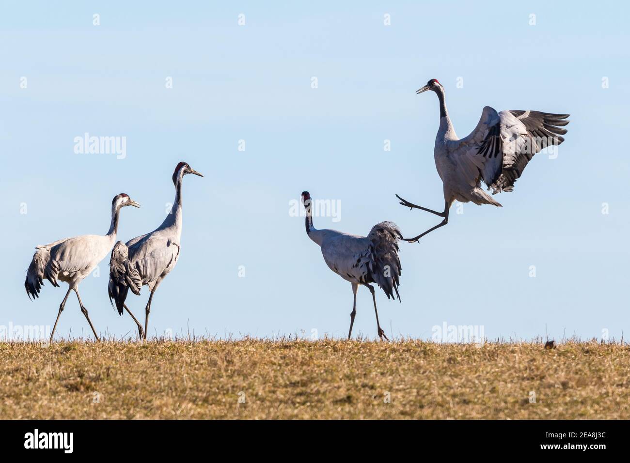 Dancing cranes hi-res stock photography and images - Alamy