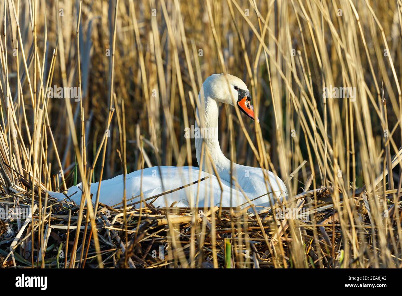 Swan lying on nest hi-res stock photography and images - Alamy