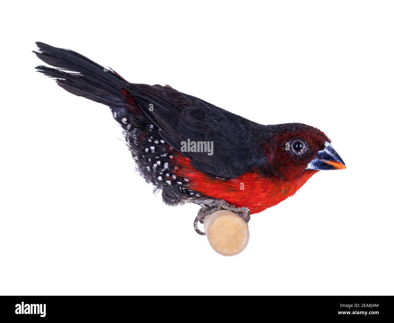 Western bluebill aka Spermophaga haematina bird, sitting on wooden ...
