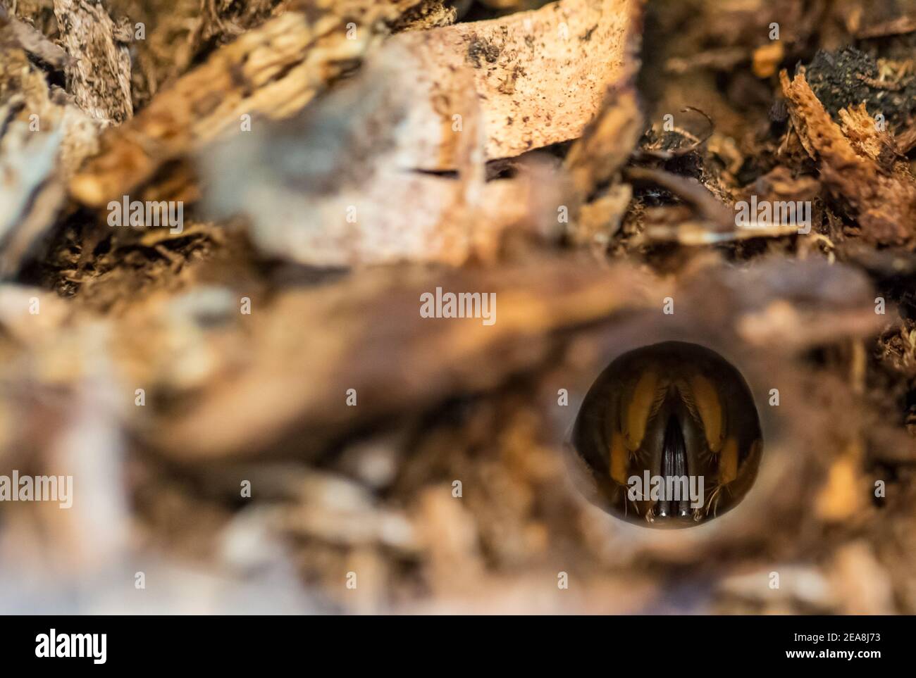 Purseweb spider (Calommata signata Stock Photo - Alamy