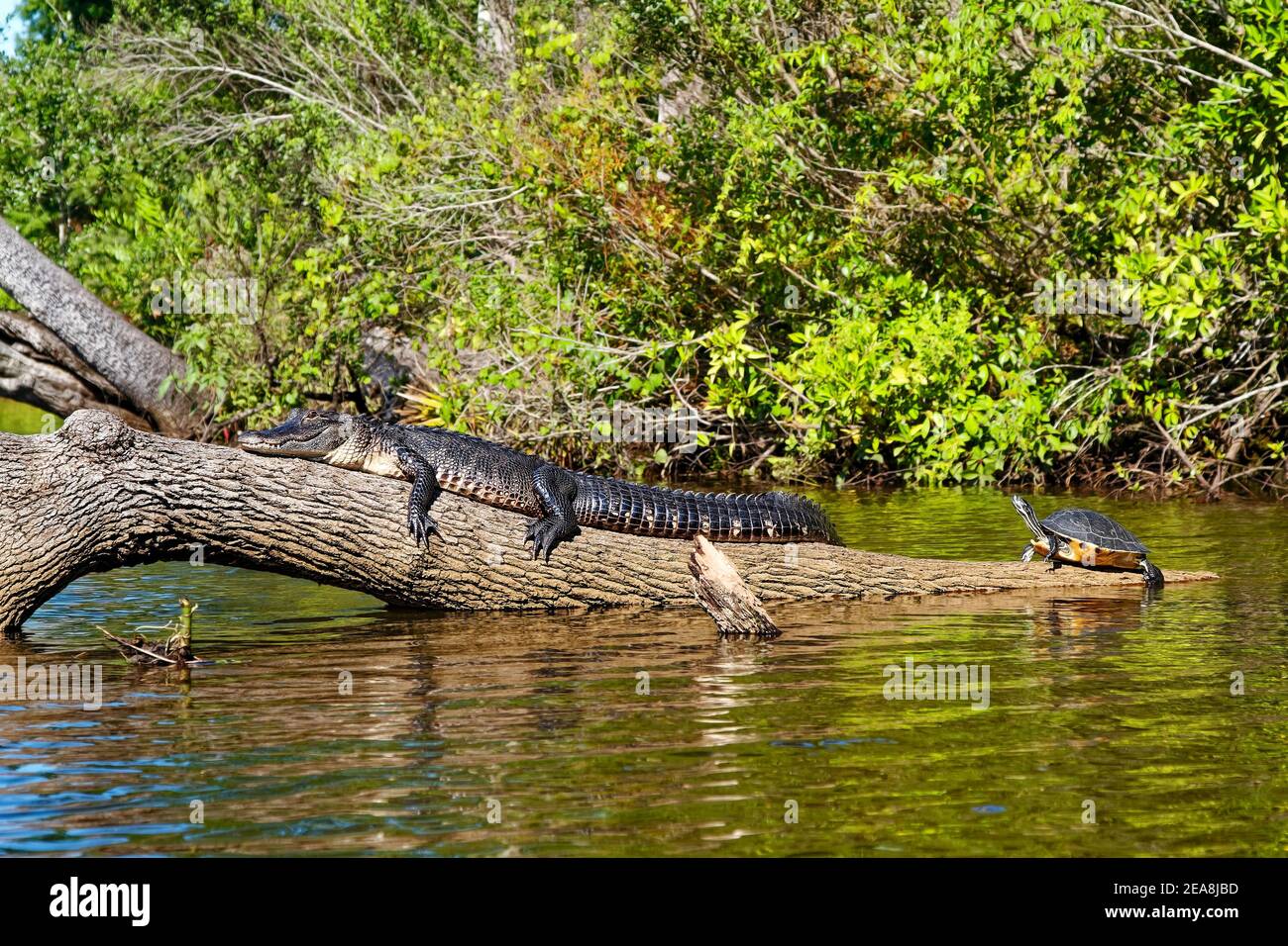 American alligator; turtle; sunning; log; water; wildlife; animals; nature; Alligator ...