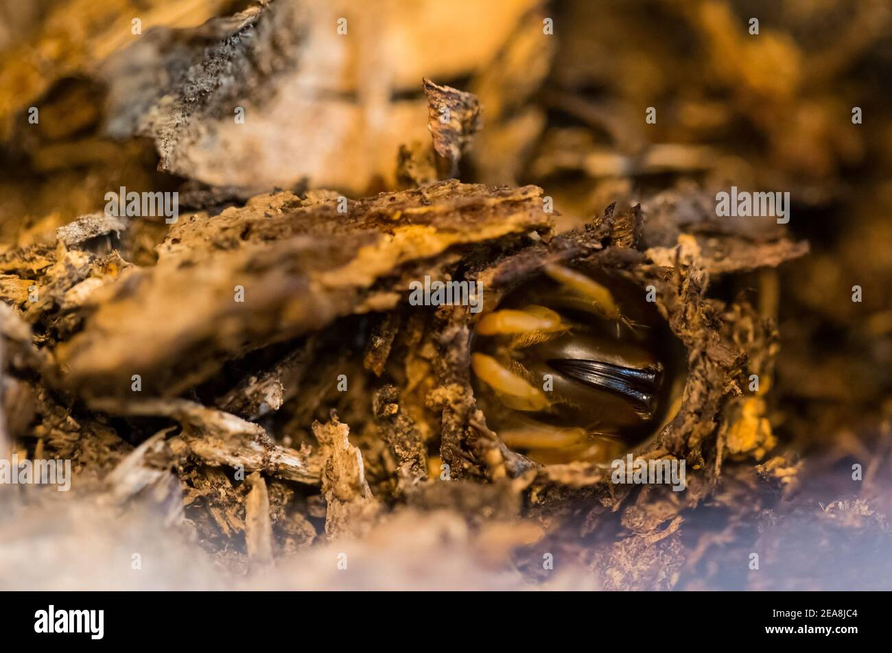 Purseweb spider (Calommata signata Stock Photo - Alamy