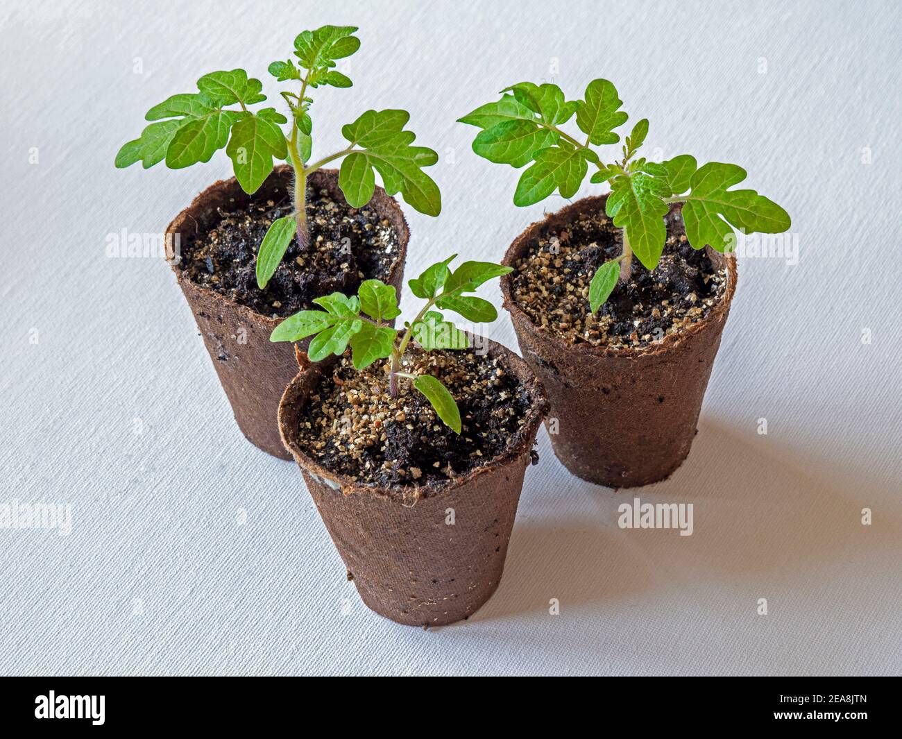 Three tomato seedlings, variety Red Robin, growing in fibre pots on a ...