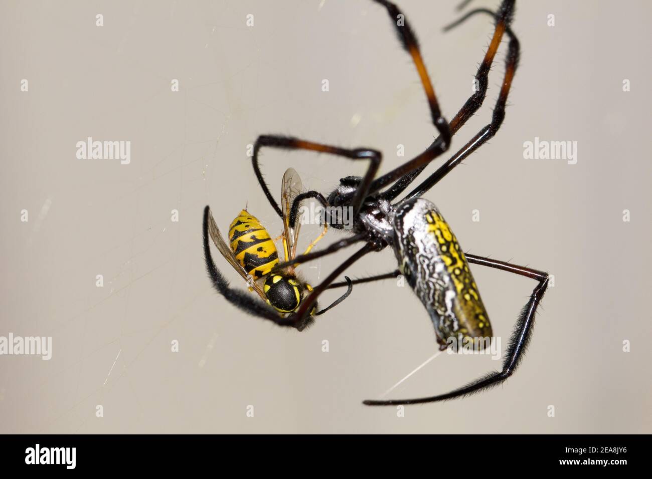 Golden orb web spider (Nephila senegalensis Stock Photo - Alamy