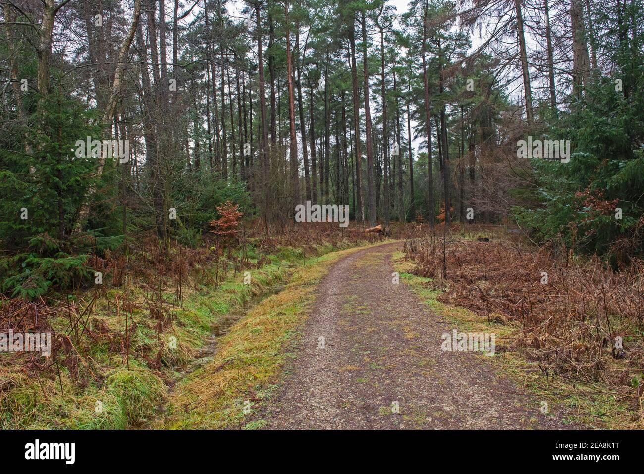 Woodland forest hi-res stock photography and images - Alamy