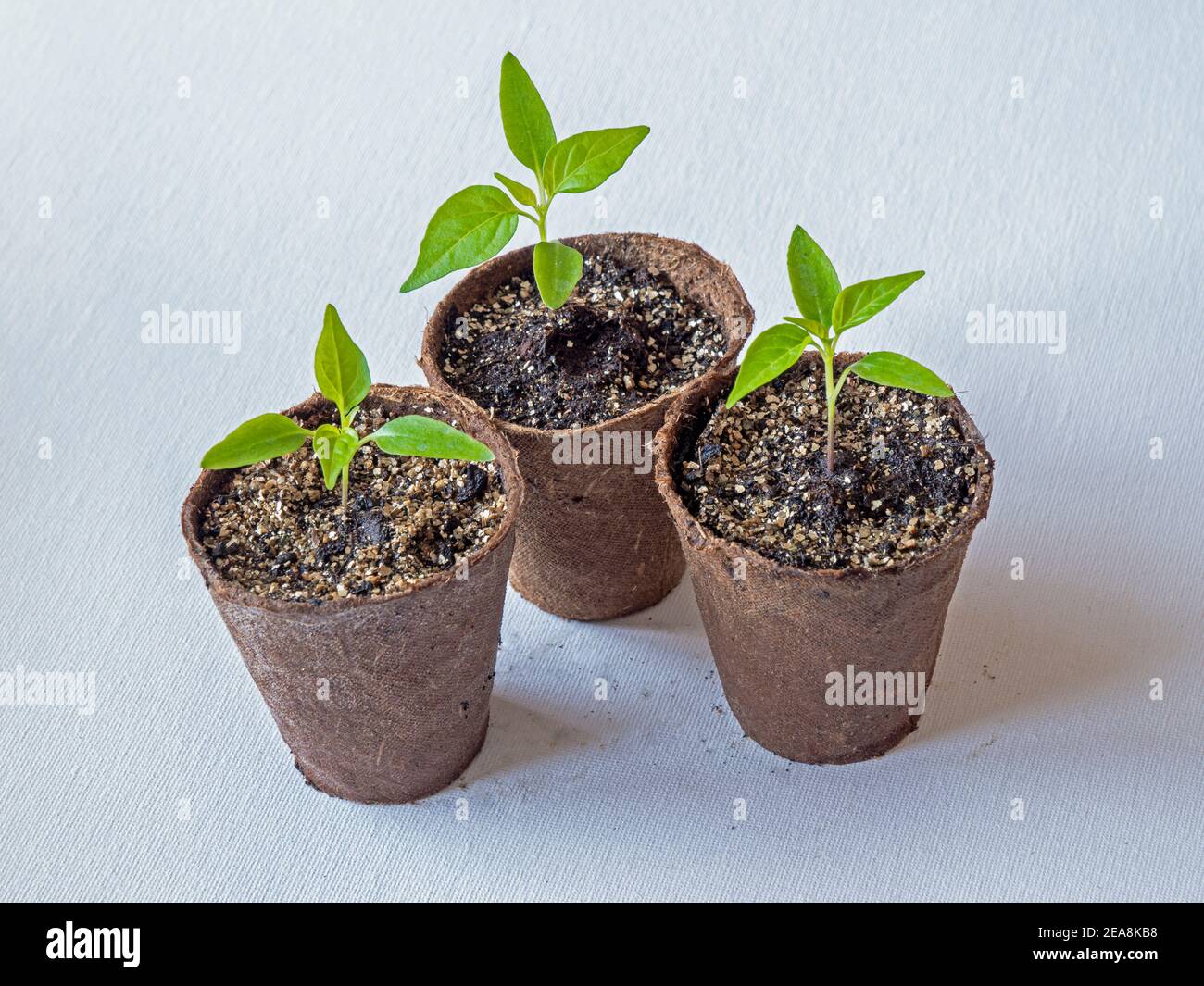 Three chilli pepper seedlings, variety Basket of Fire, growing in fibre ...