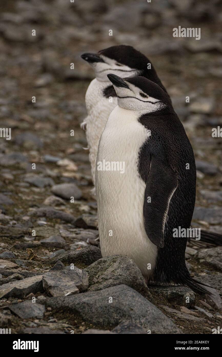 Chinstrap penguins (Pygoscelis antarcticus), Antarctica Stock Photo - Alamy