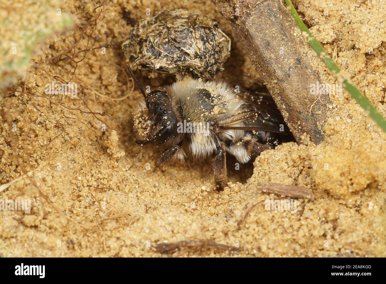 A female grey mining bee , Andrena vaga peaking from her nest Stock ...