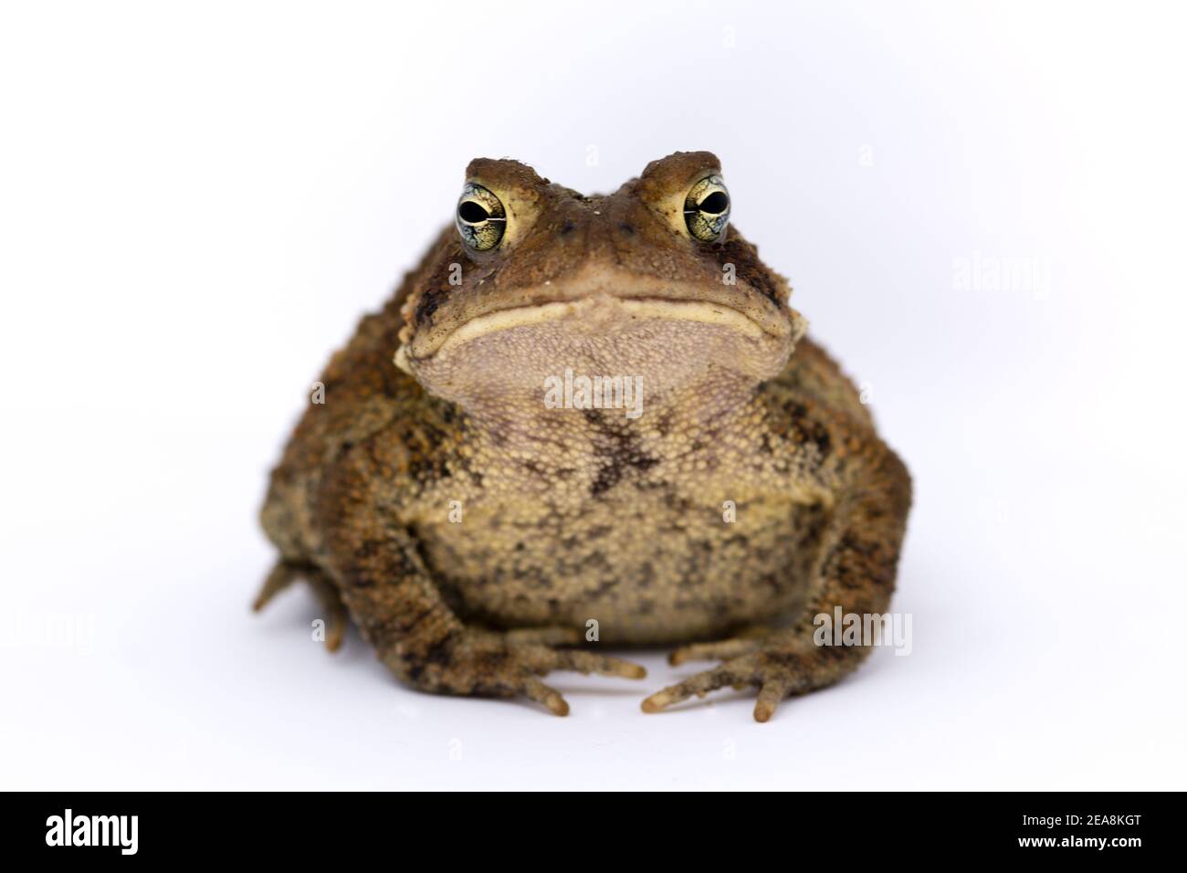 Amaerican Toad Front Profile Stock Photo - Alamy