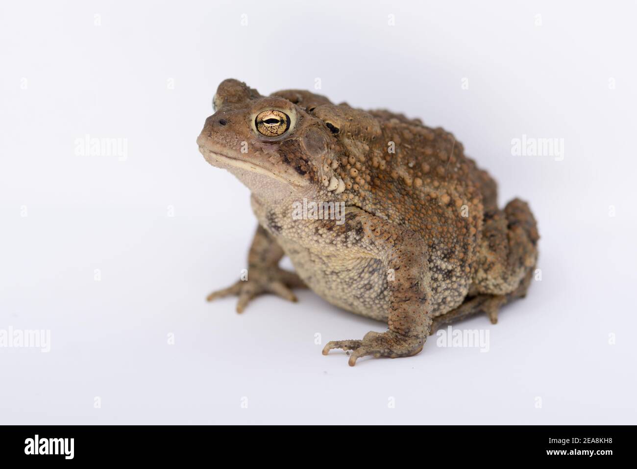 American Toad Side Profile Stock Photo - Alamy