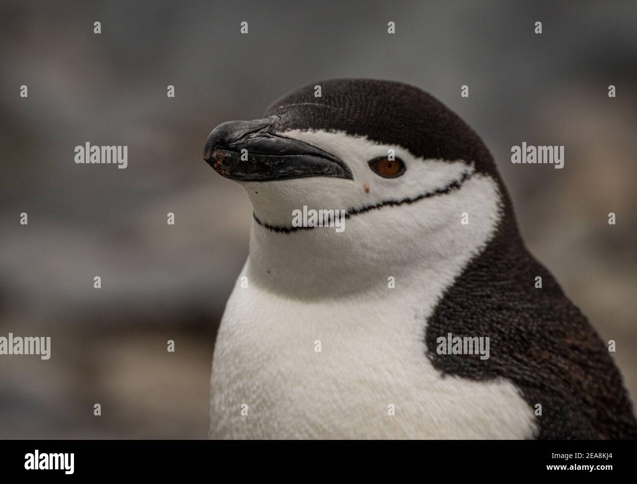 Chinstrap penguin (Pygoscelis antarcticus), Antarctica Stock Photo - Alamy