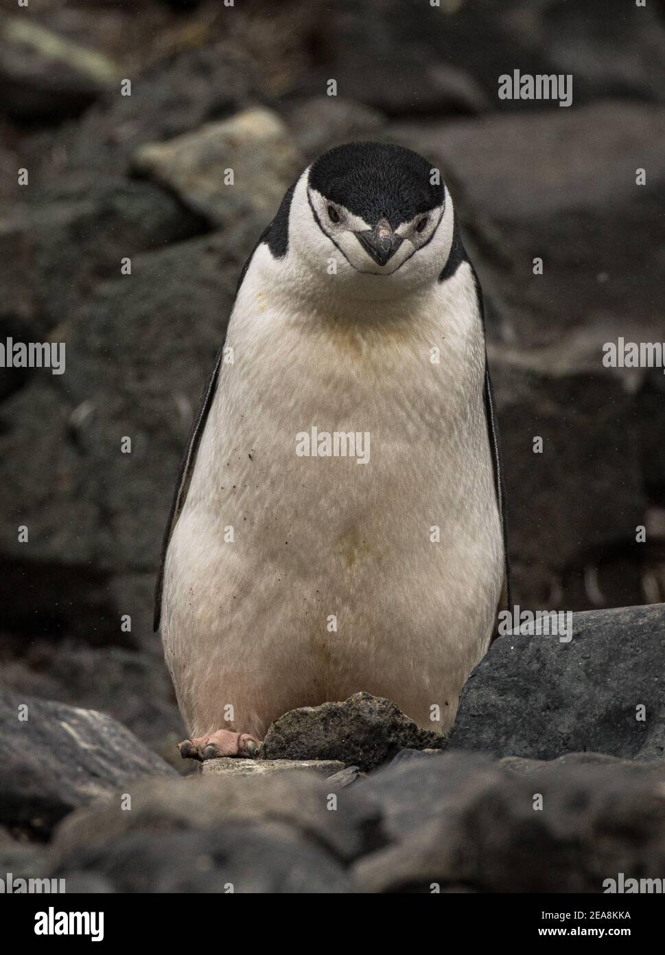 Chinstrap penguin (Pygoscelis antarcticus), Antarctica Stock Photo - Alamy