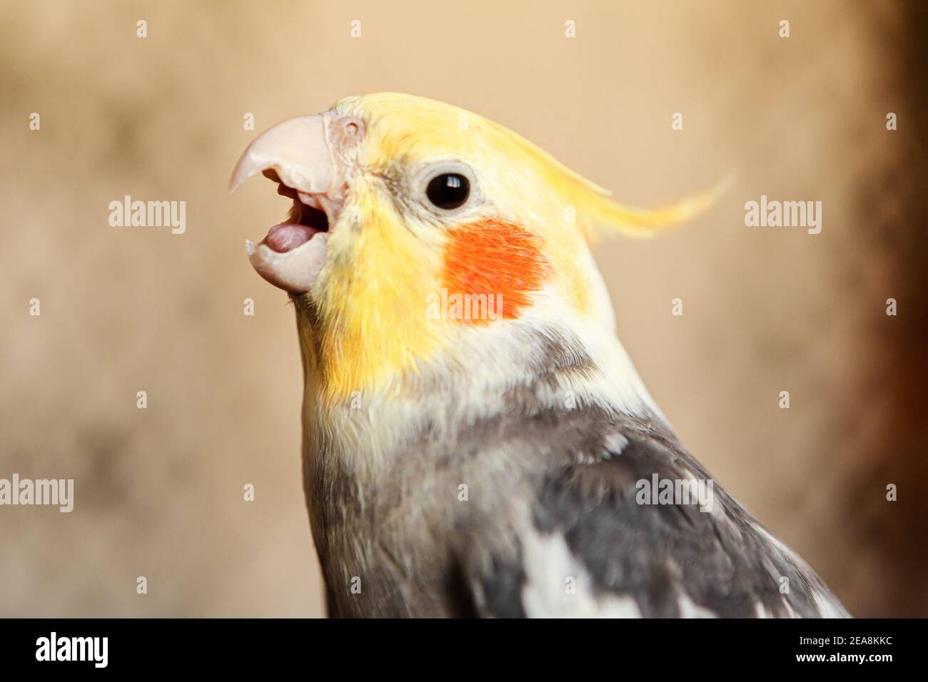 Closeup portrait young beautiful nymph hi-res stock photography and ...