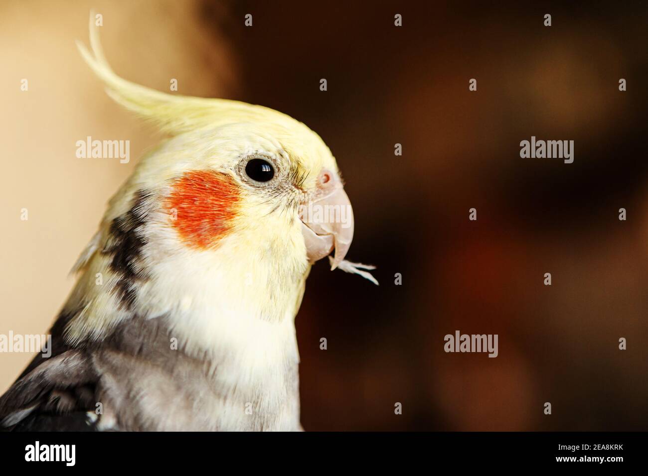 Closeup portrait young beautiful nymph hi-res stock photography and ...