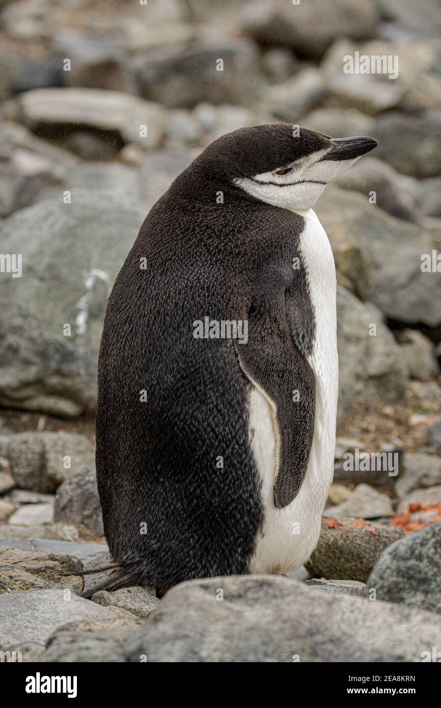 Chinstrap penguin (Pygoscelis antarcticus), Antarctica Stock Photo - Alamy