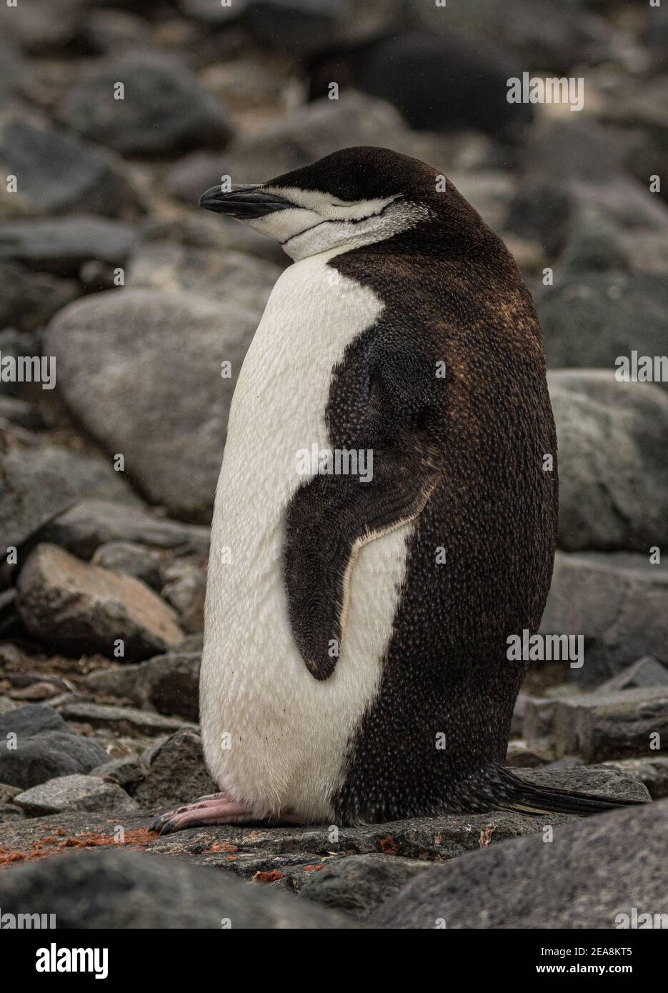 Chinstrap penguin (Pygoscelis antarcticus), Antarctica Stock Photo - Alamy