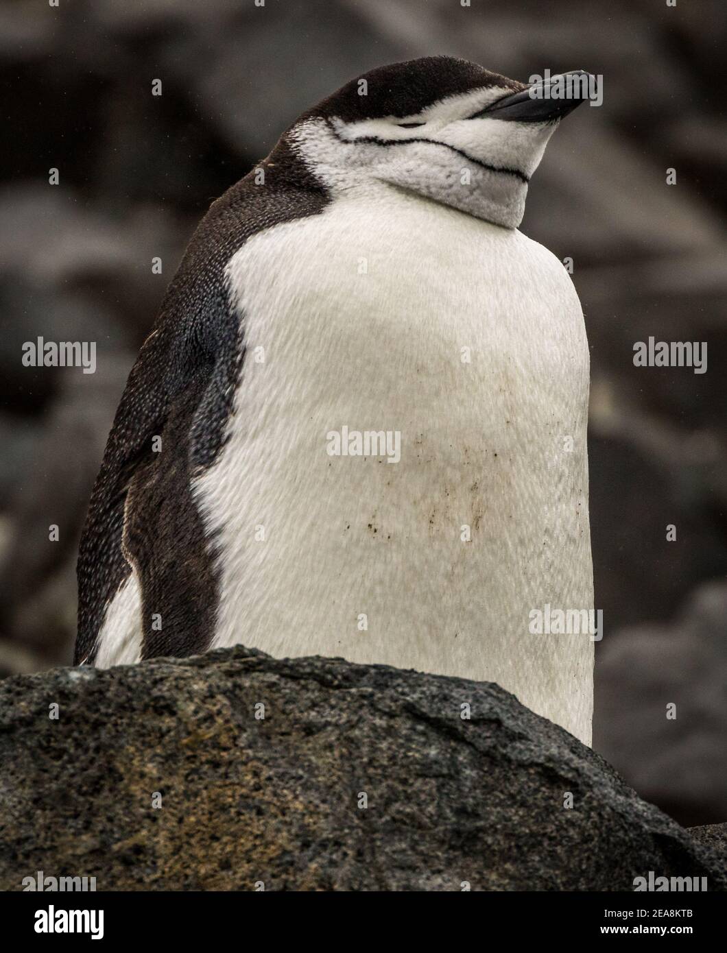 White chin strap hi-res stock photography and images - Alamy