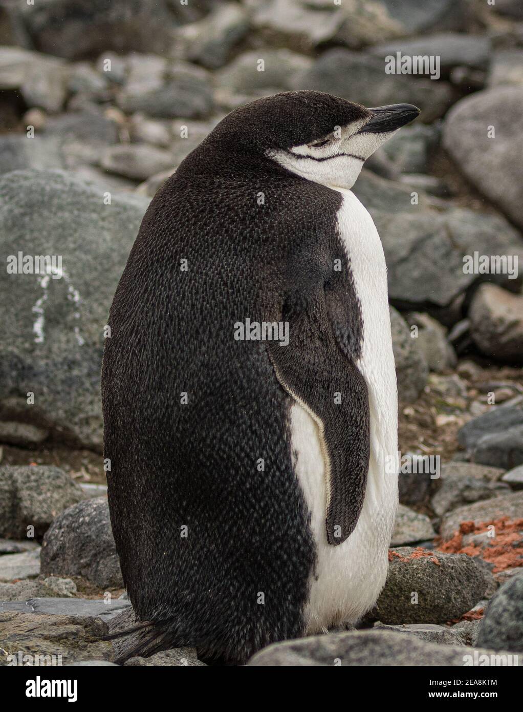 Bearded penguin chinstrap penguin pygoscelis hi-res stock photography ...
