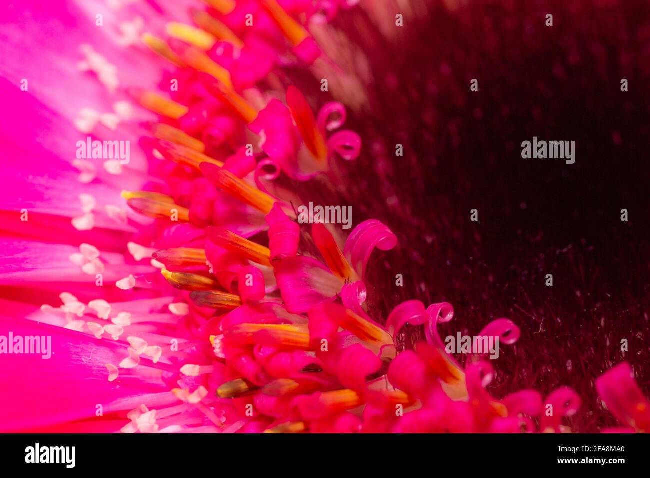 Close up gerbera daisy stamens hi-res stock photography and images - Alamy
