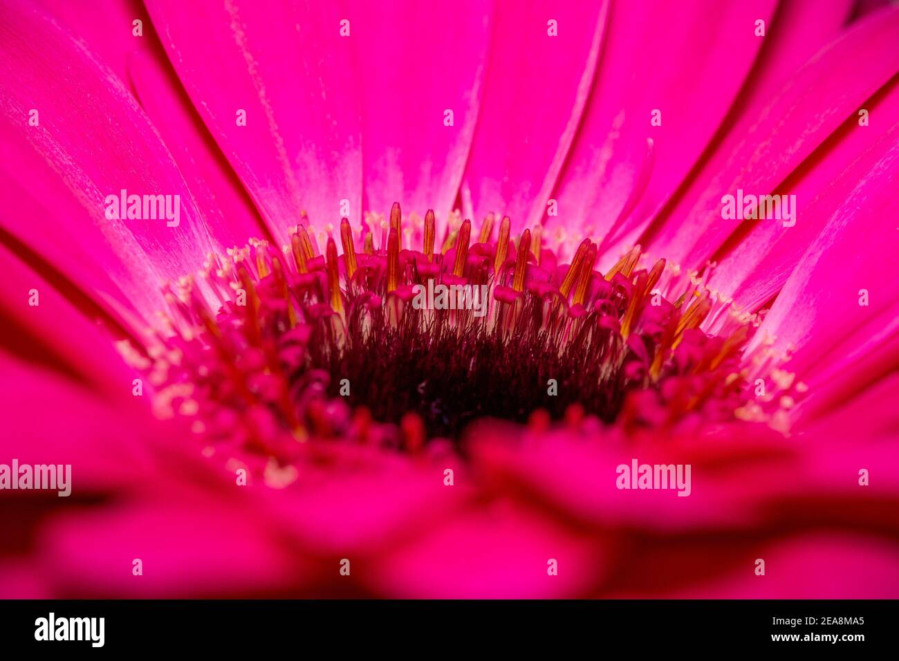 Close up gerbera daisy stamens hi-res stock photography and images - Alamy