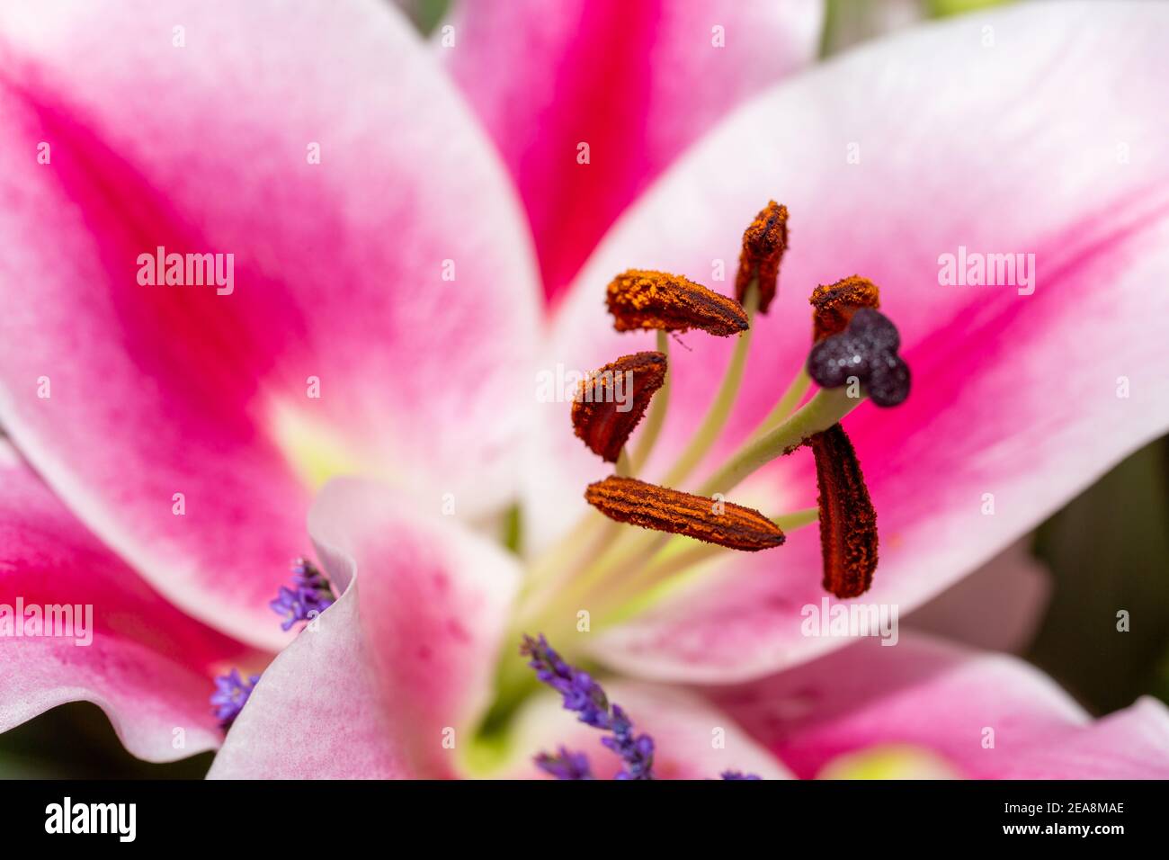 Family lilly hi-res stock photography and images - Alamy